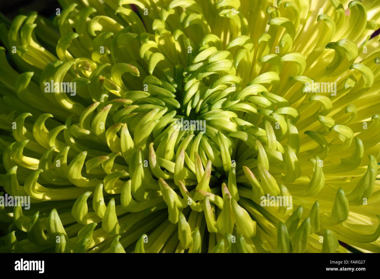 Chrysanthemum in park hi-res stock photography and images - Alamy