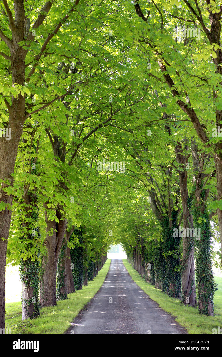 Rows of trees Stock Photo - Alamy