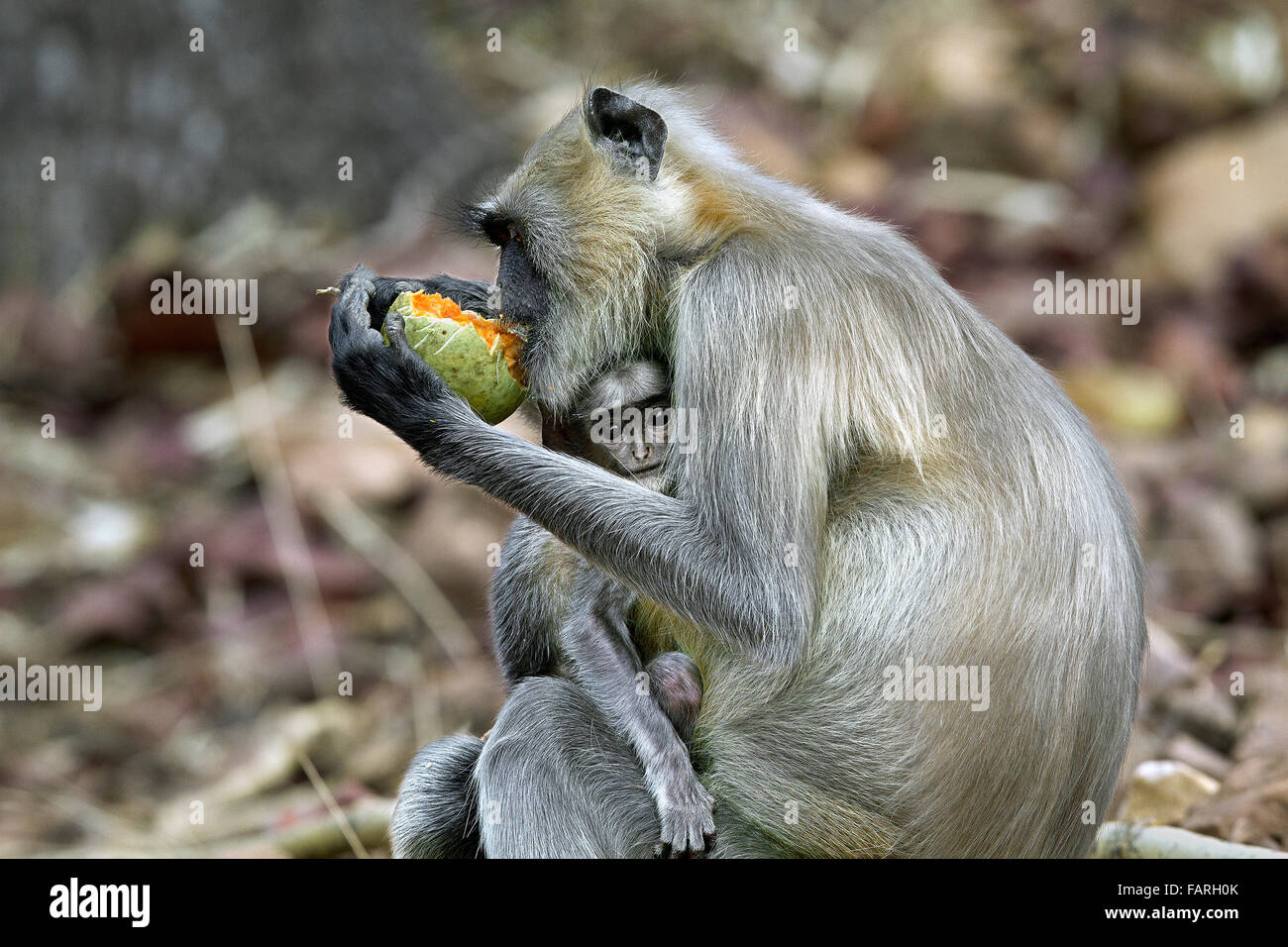 Gray Langur Eating fruit at Tadoba Tiger Reserve Stock Photo - Alamy