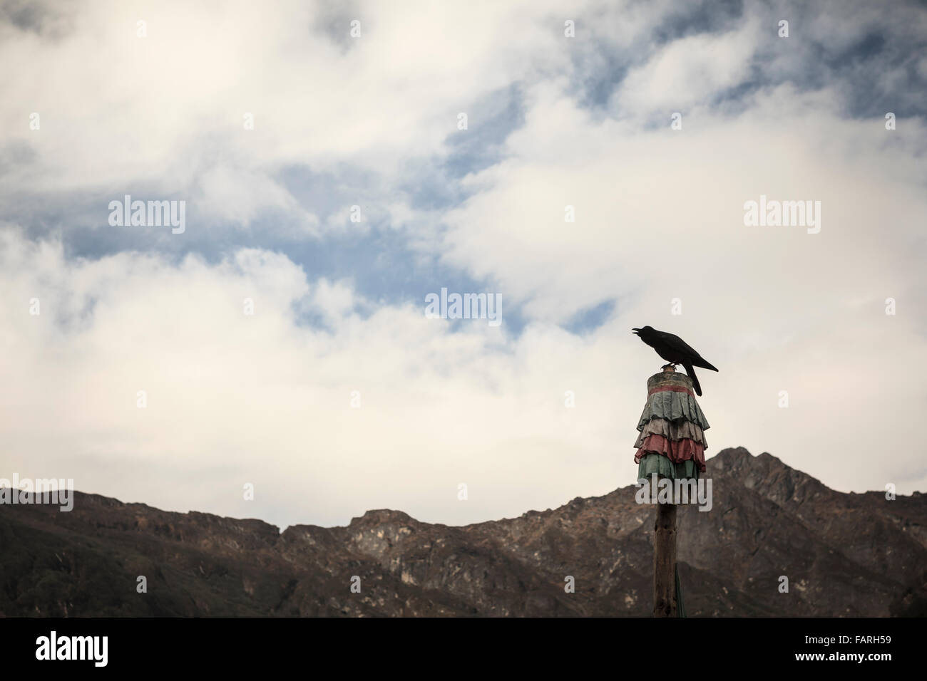 Himalayan crow hi-res stock photography and images - Alamy