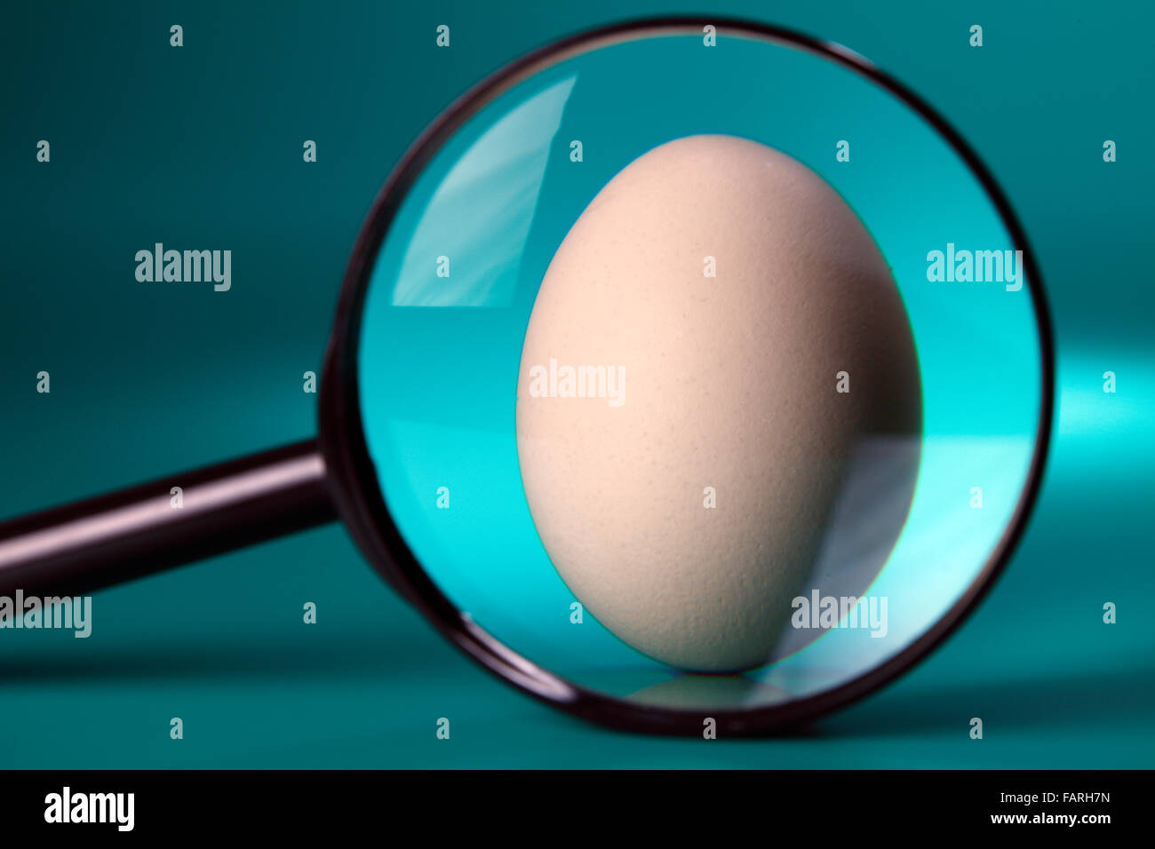 Egg under magnifier, Isolated on colour background Stock Photo - Alamy