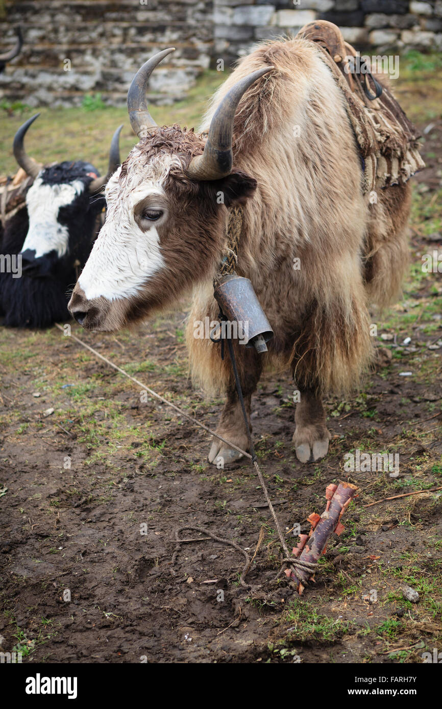 Yaks (Bos mutus) resting. Tengboche. Sagarmatha National Park ...