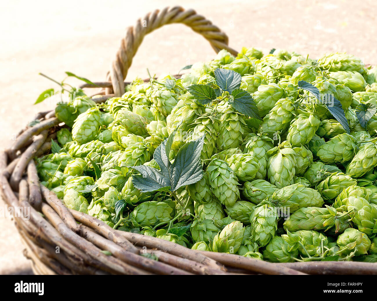 a lot of hop cones in the wicker basket Stock Photo - Alamy