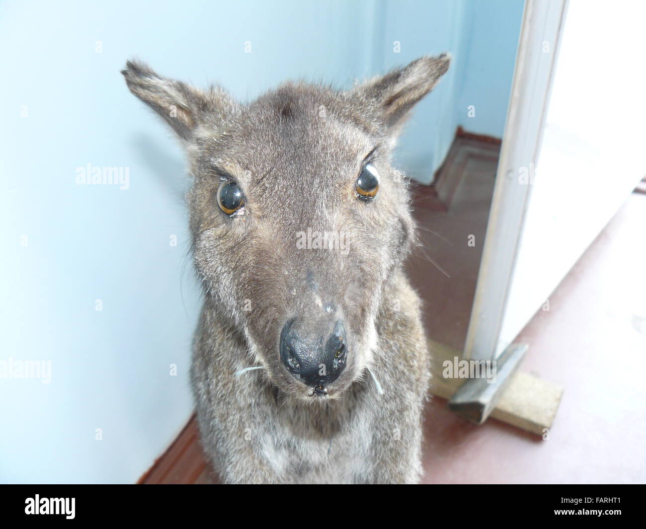 Kangaroo in the human dwelling. Animal look Stock Photo - Alamy