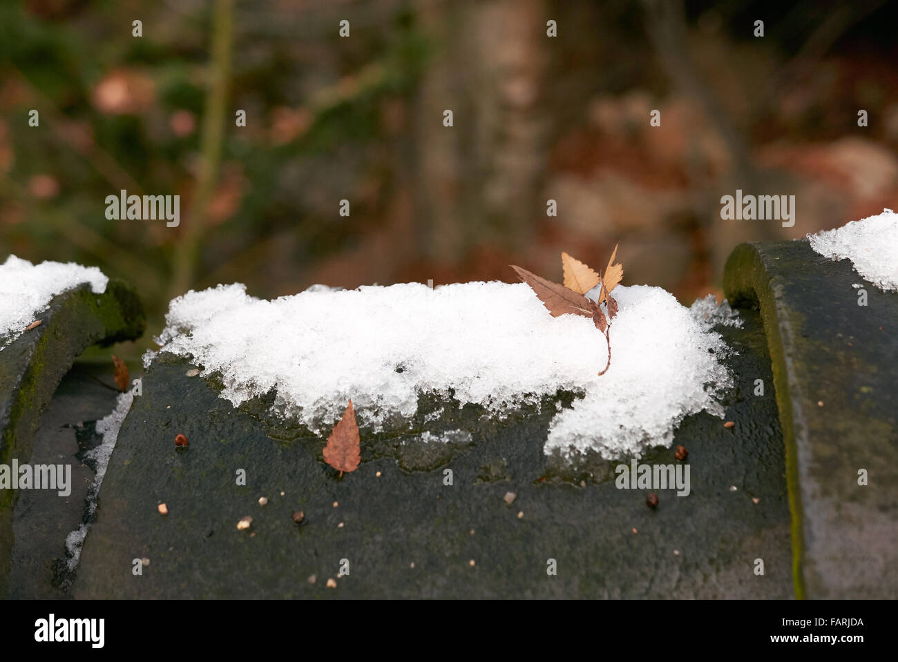 Fallen leaf hi-res stock photography and images - Alamy
