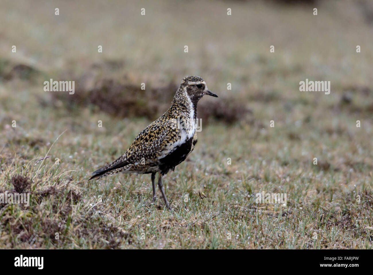European Golden Plover Pluvialis apricaria adult on moorland Stock ...