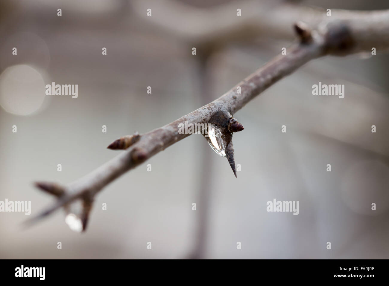 Frost tree branch hi-res stock photography and images - Alamy