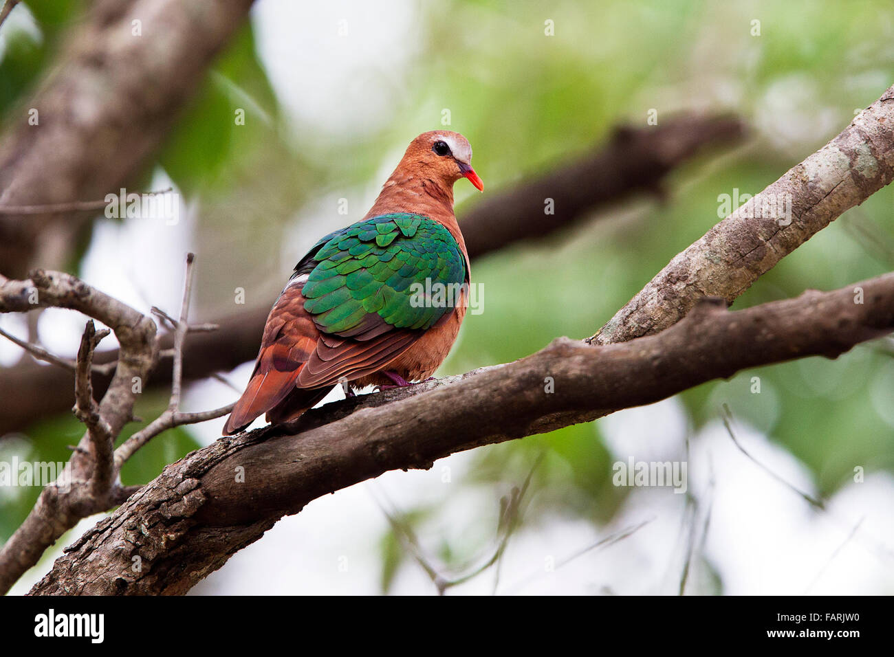 Emerald Dove Bird at Bandhavgarh National Park Stock Photo - Alamy