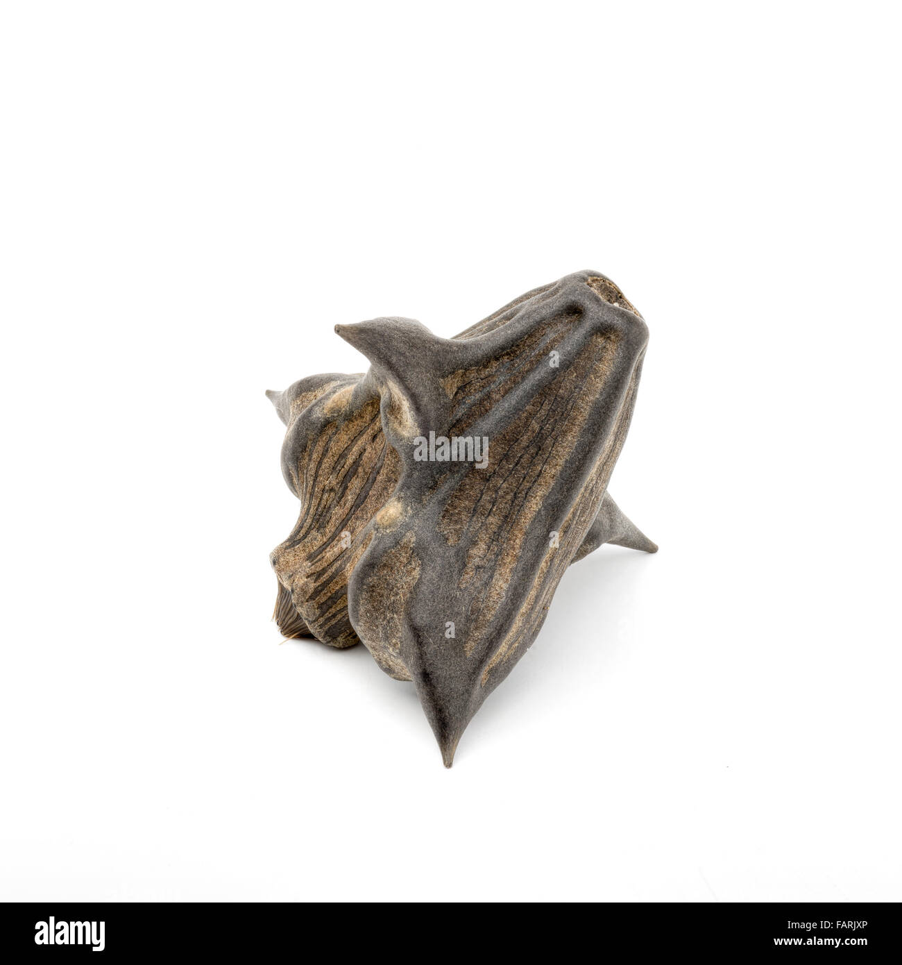 Water chestnut, trapa natans, isolated on a white background Stock ...