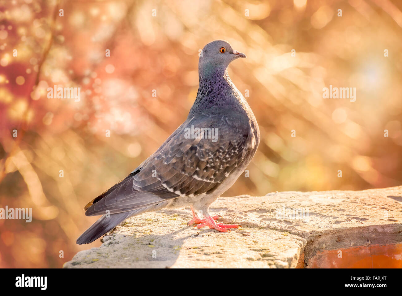 Bokeh background pigeon hi-res stock photography and images - Alamy