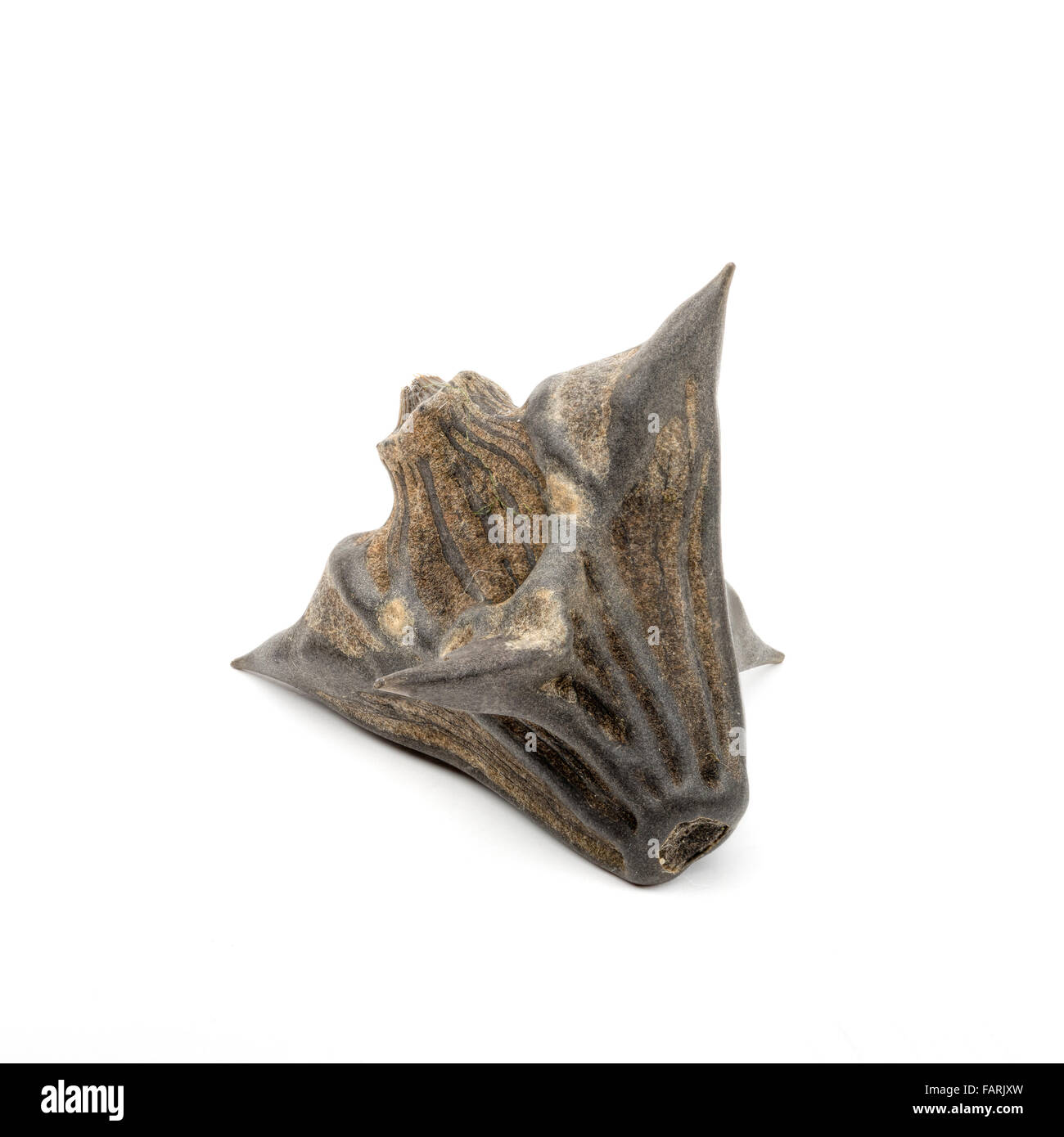 Water chestnut, trapa natans, isolated on a white background Stock ...