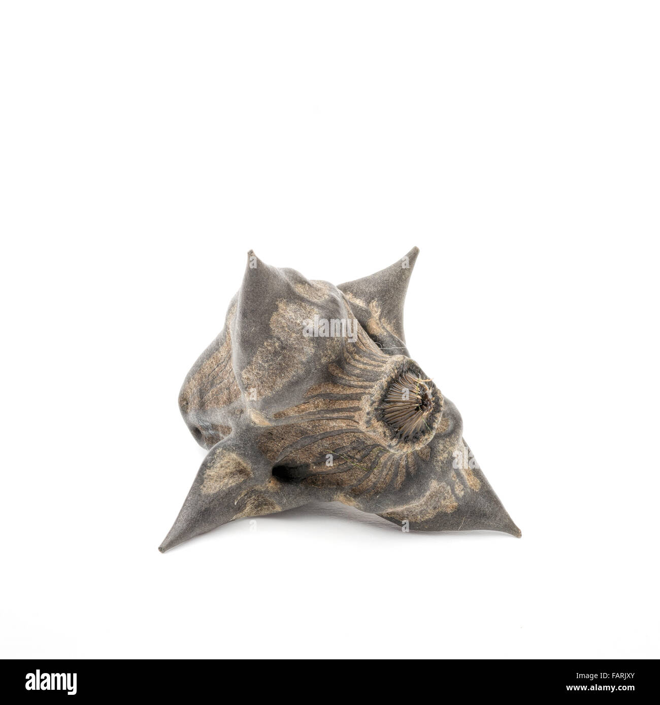 Water chestnut, trapa natans, isolated on a white background Stock ...