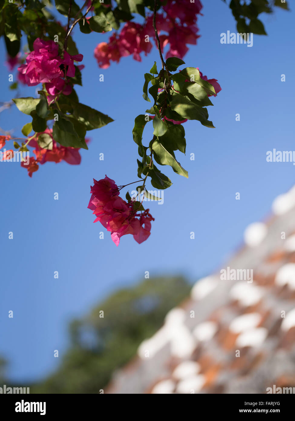 Red tile roof hi-res stock photography and images - Alamy