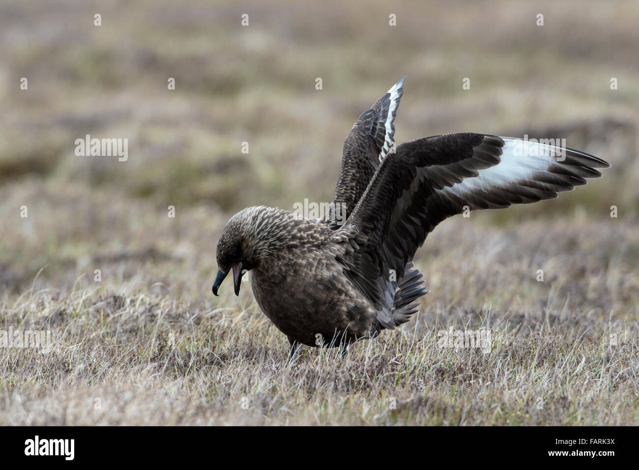 Great skua on nest hi-res stock photography and images - Alamy