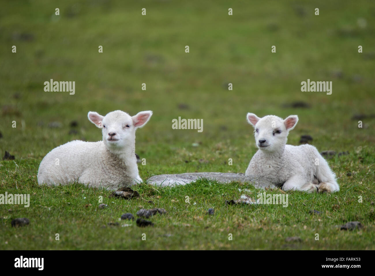 Lambs resting on sheep pasture Stock Photo - Alamy