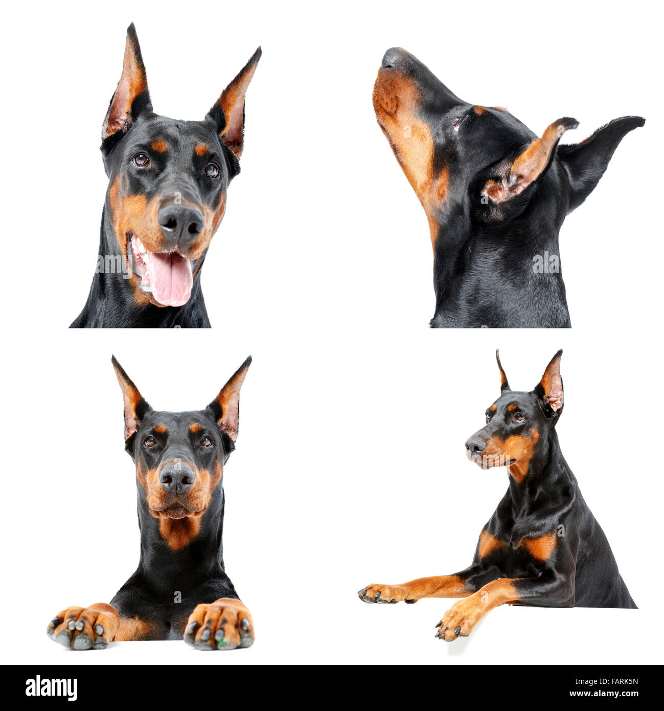 Dog breed type Cut Out Stock Images & Pictures - Alamy