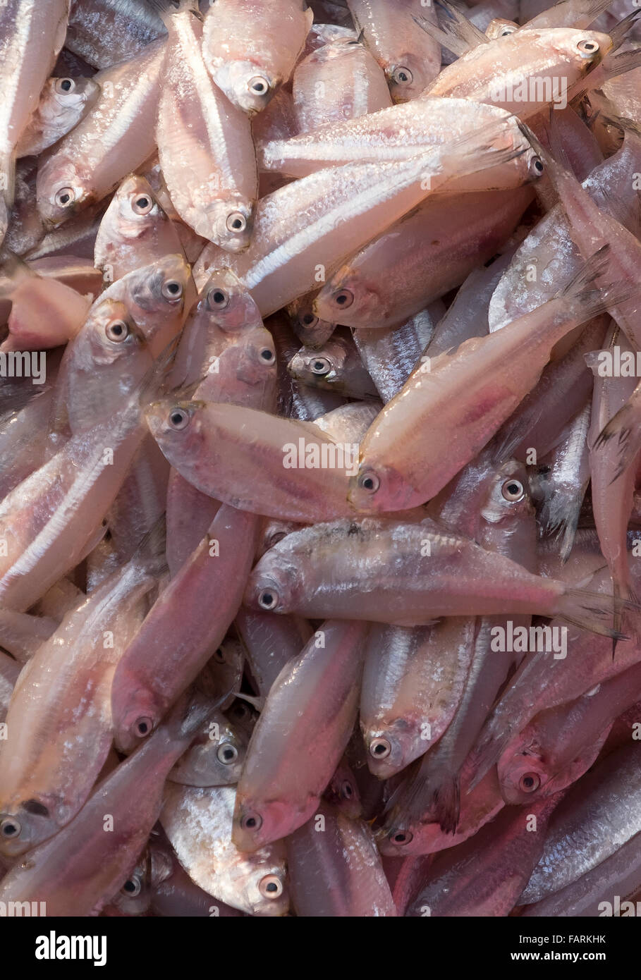 Finny scad hi-res stock photography and images - Alamy