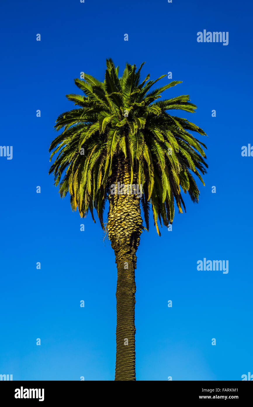 Single palm tree against a deep blue sky, St Kilda, Melbourne ...