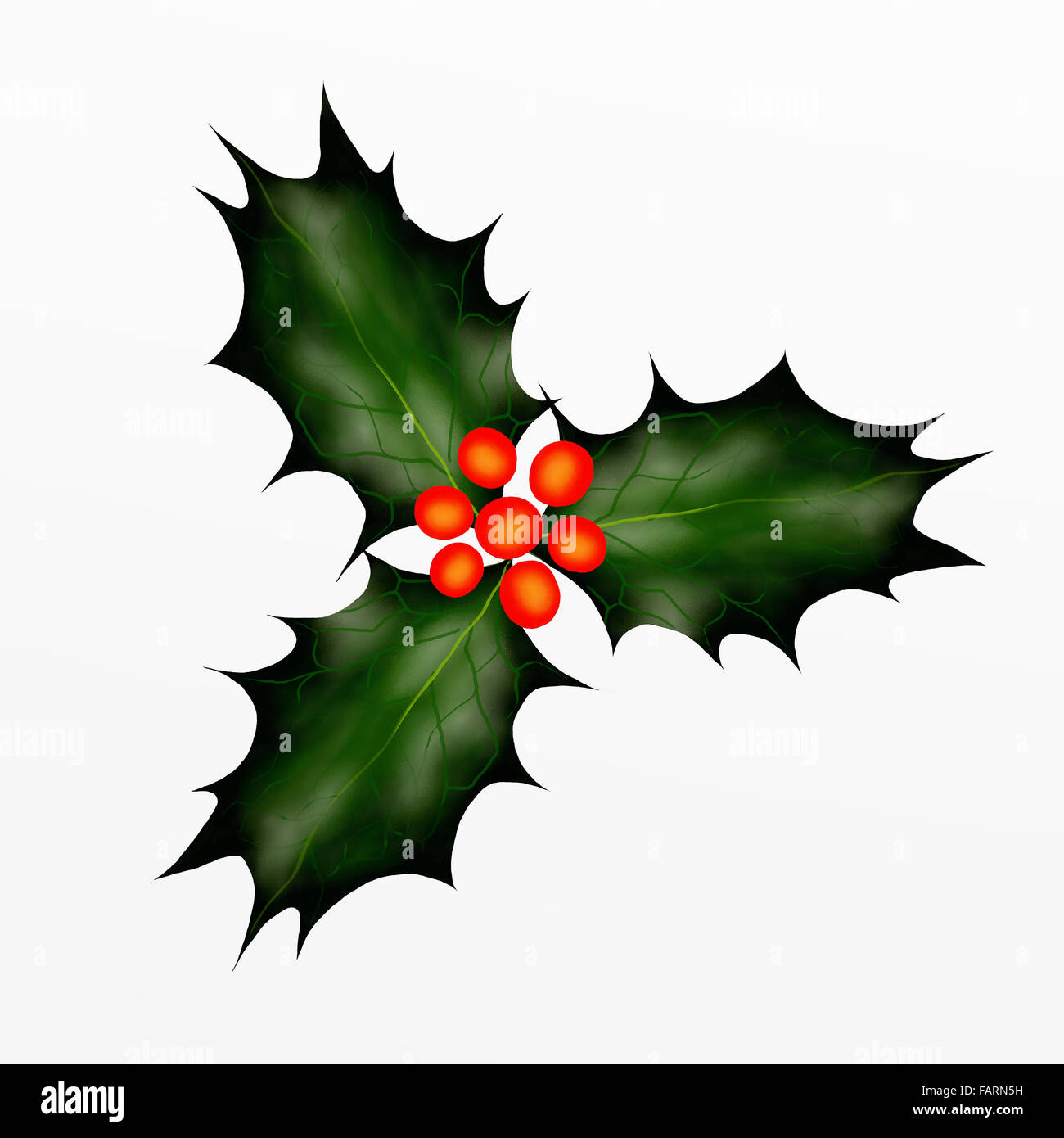 Holly Berries and Leaves on Holly Twig for Christmas, Isolated on White ...