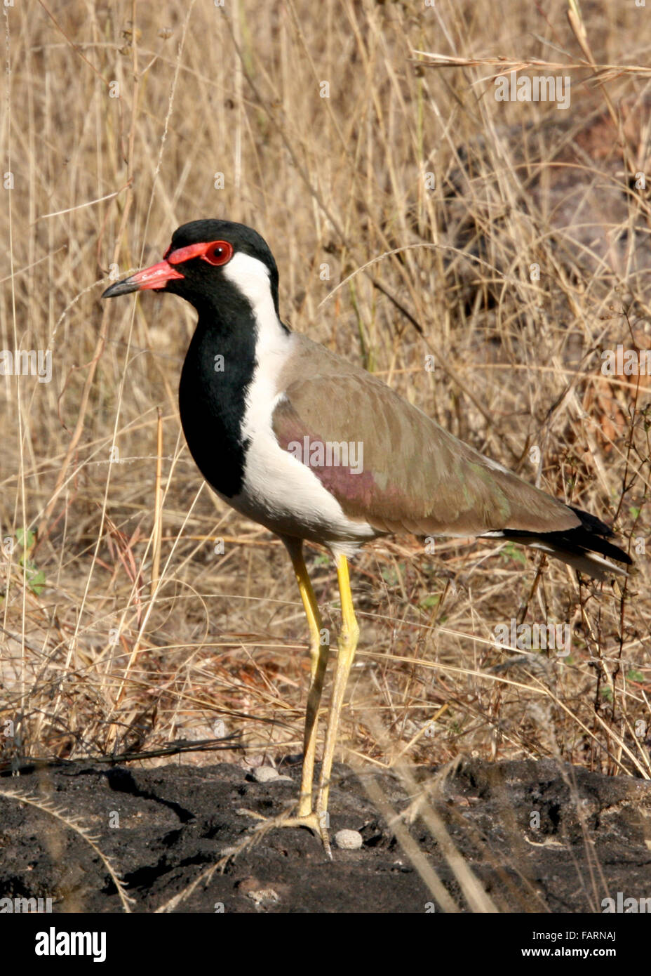Red Wattled Lapwing India High Resolution Stock Photography and Images ...