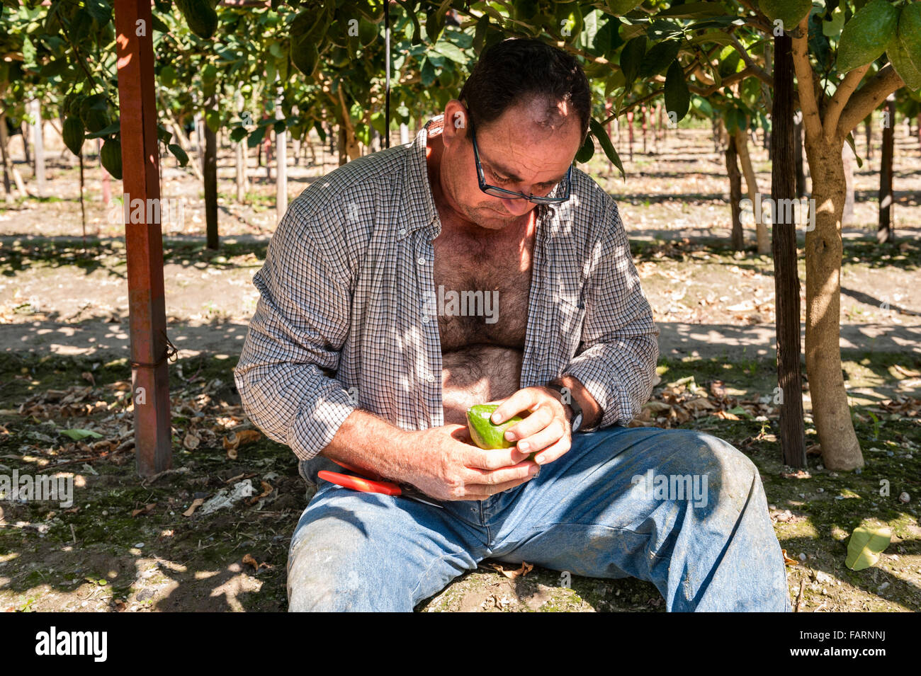 Calabrian citron hi-res stock photography and images - Alamy