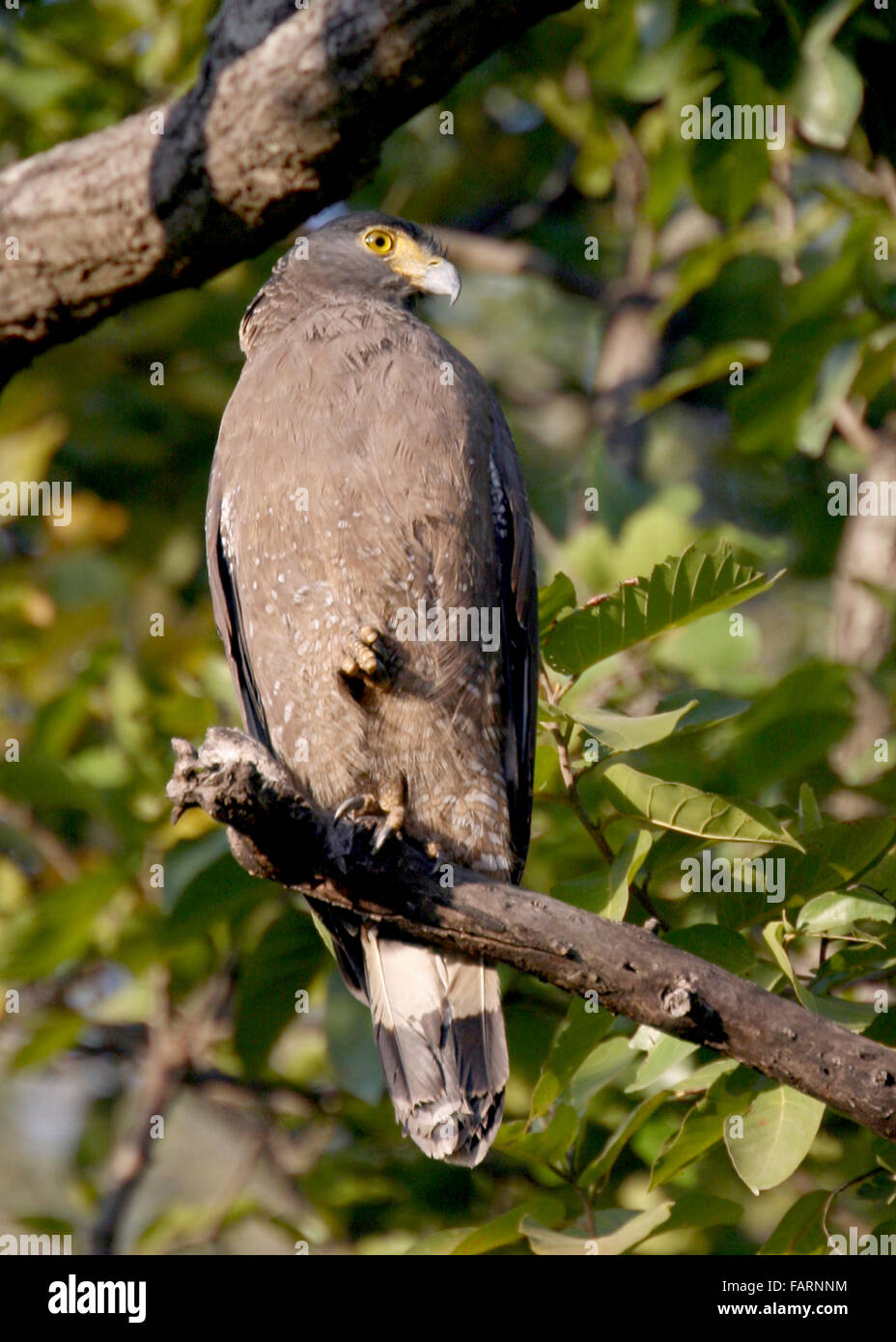 Crested Serpent Eagle India Stock Photo - Alamy