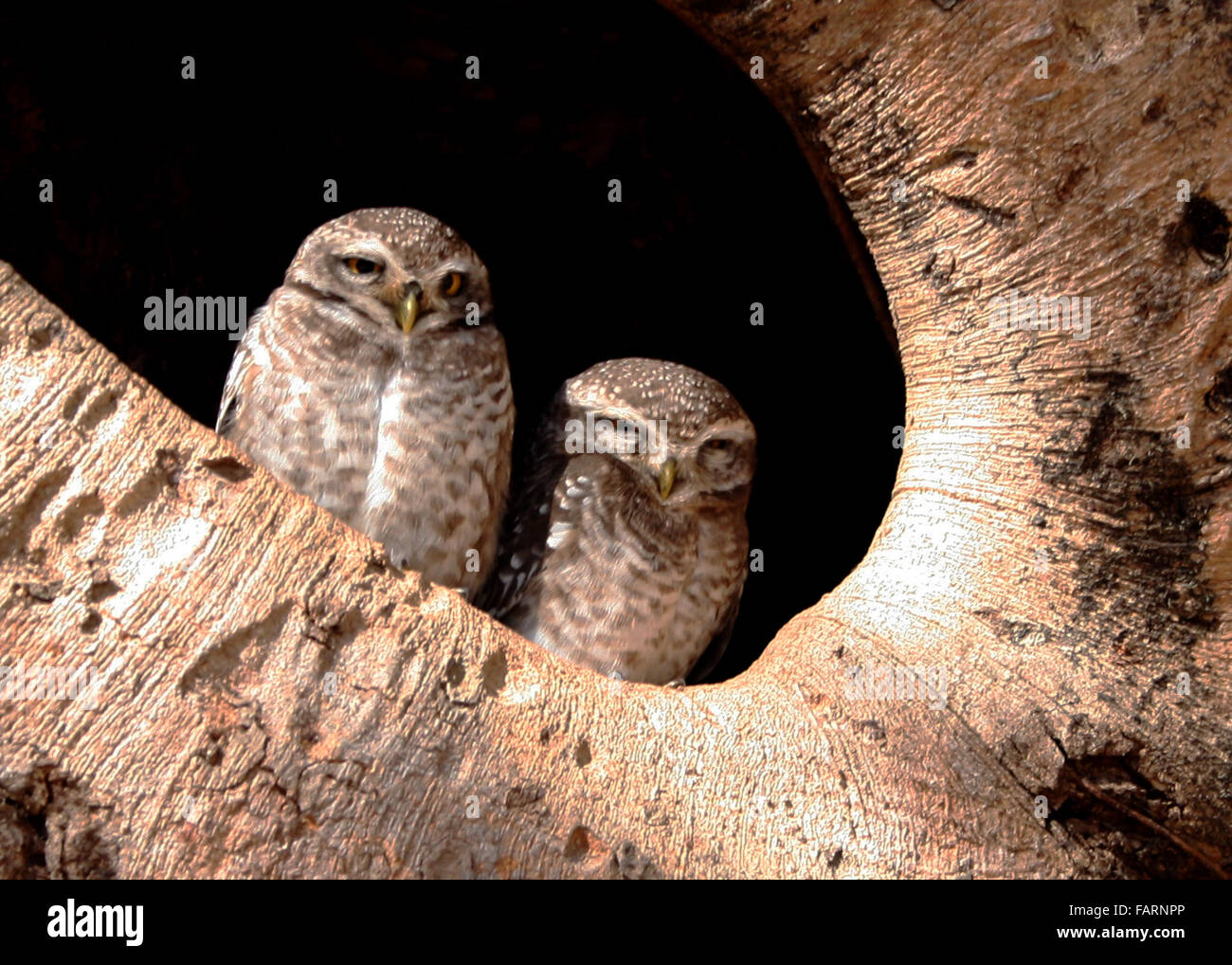 Owlet india hi-res stock photography and images - Alamy