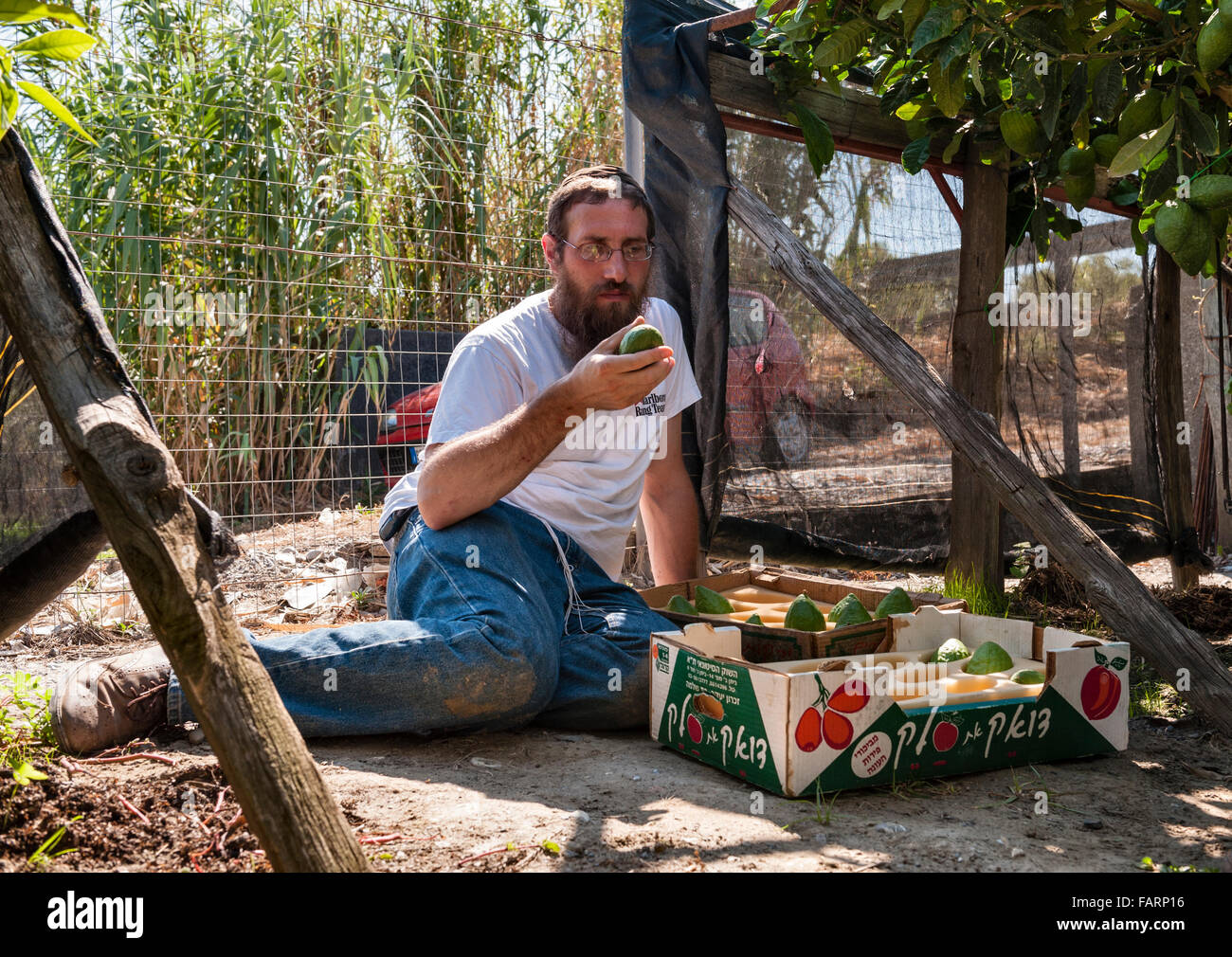 Calabria italy citrus orchard hi-res stock photography and images - Alamy