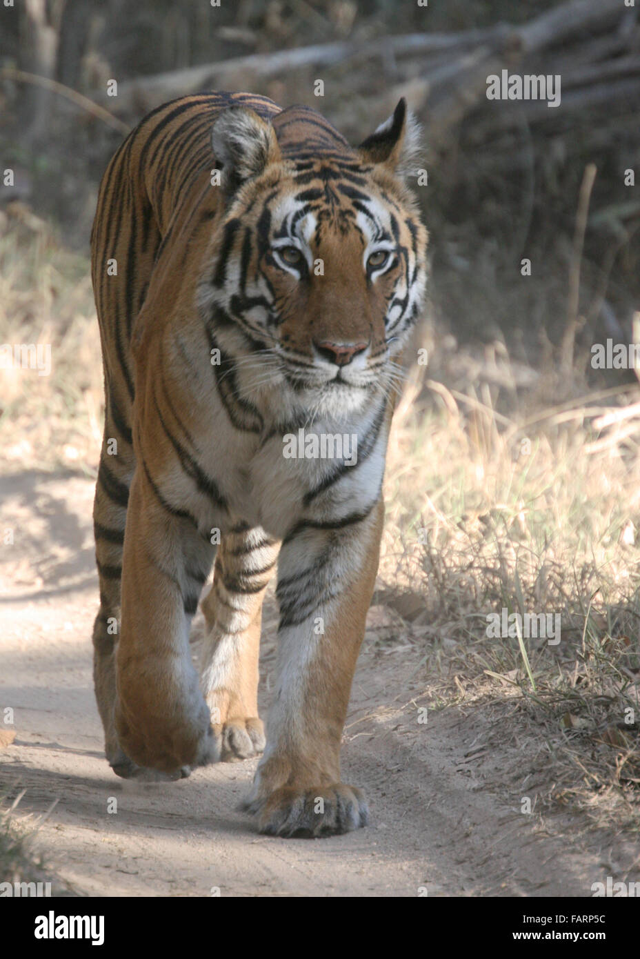Tiger Kanha National Park India Stock Photo - Alamy