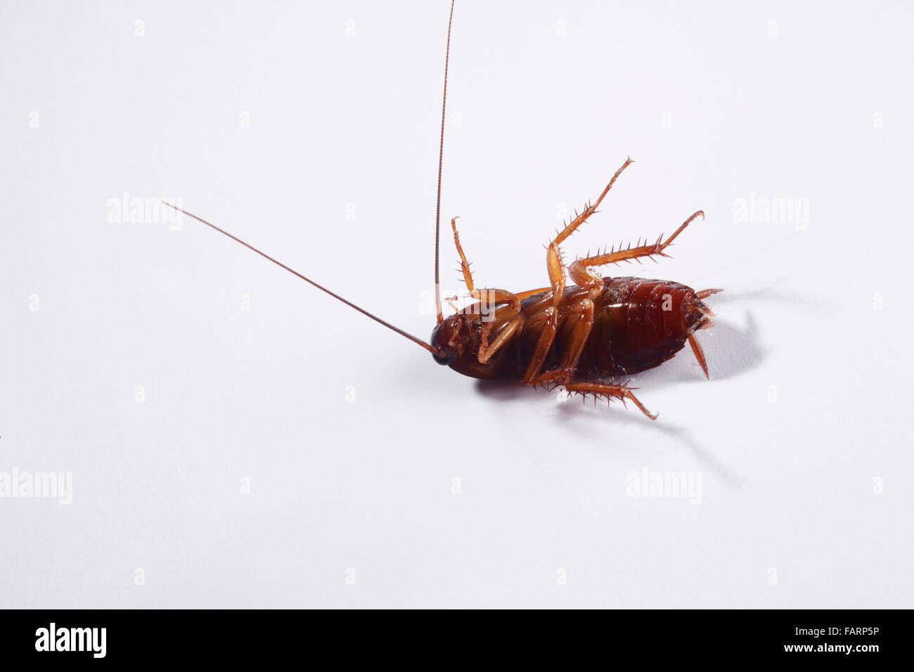 cockroach on the plain background Stock Photo - Alamy