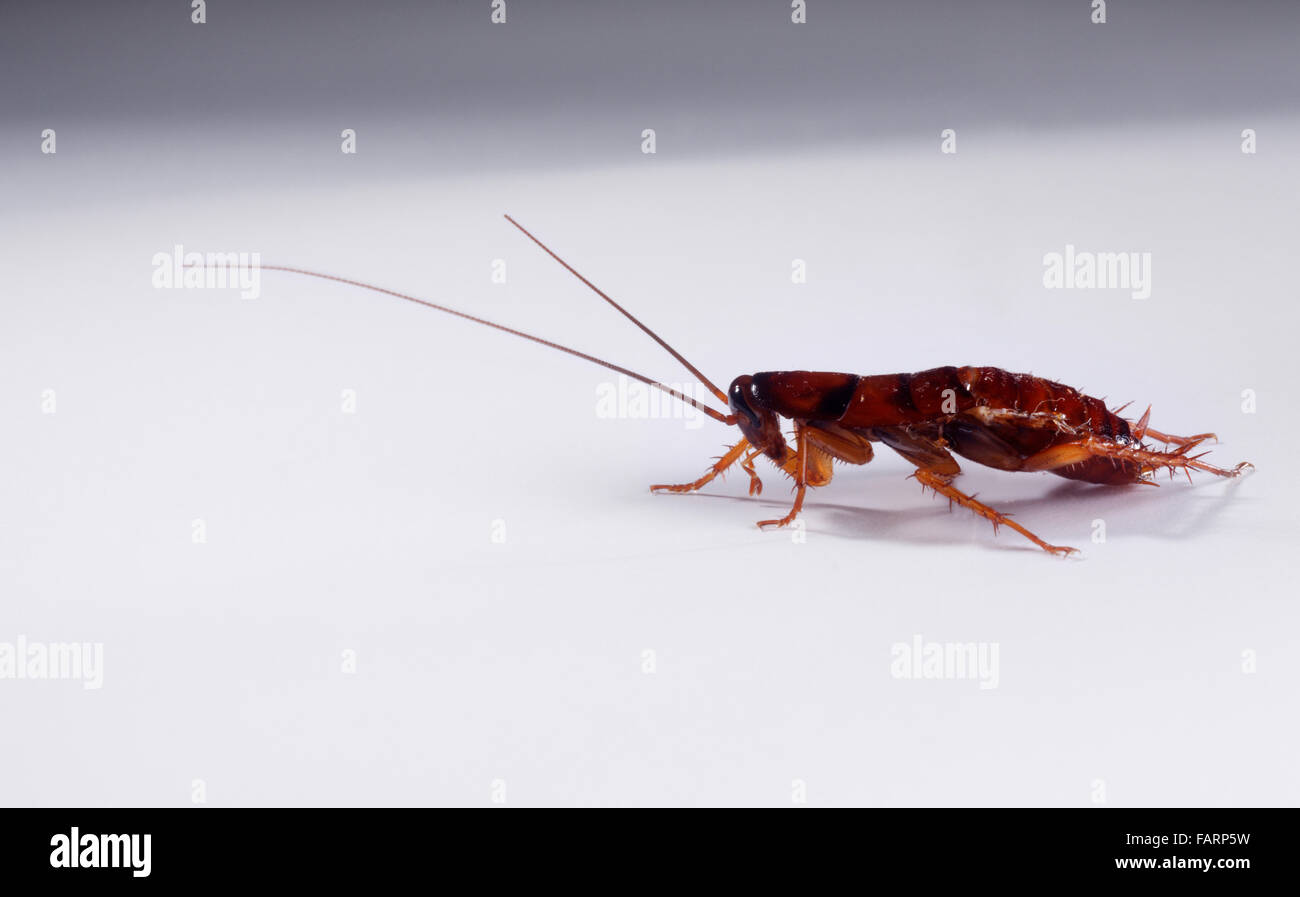 Cockroach side view hi-res stock photography and images - Alamy
