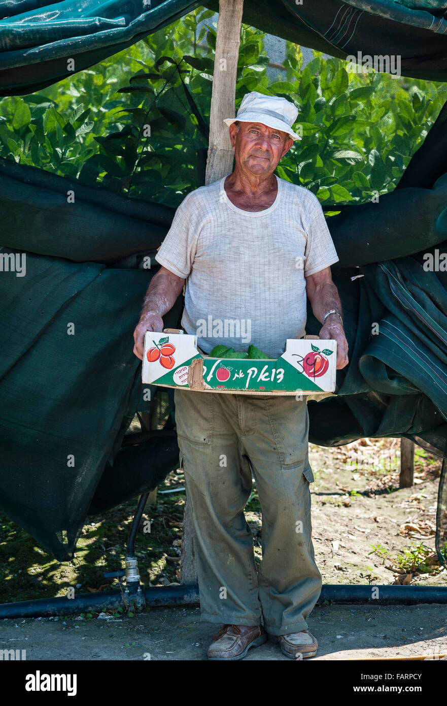 Calabrian citron hi-res stock photography and images - Alamy