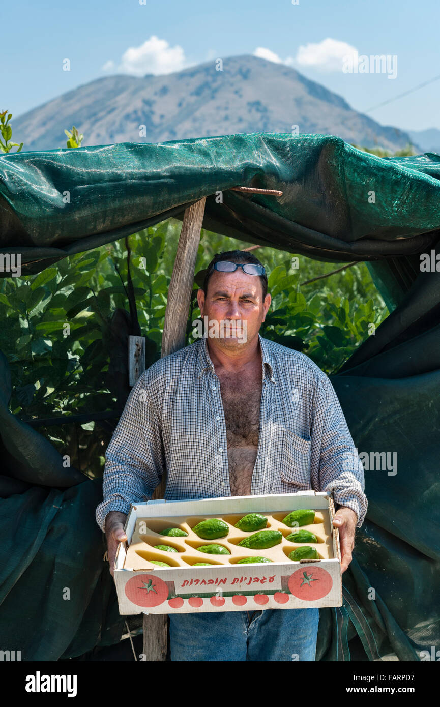 Calabrian citron hi-res stock photography and images - Alamy