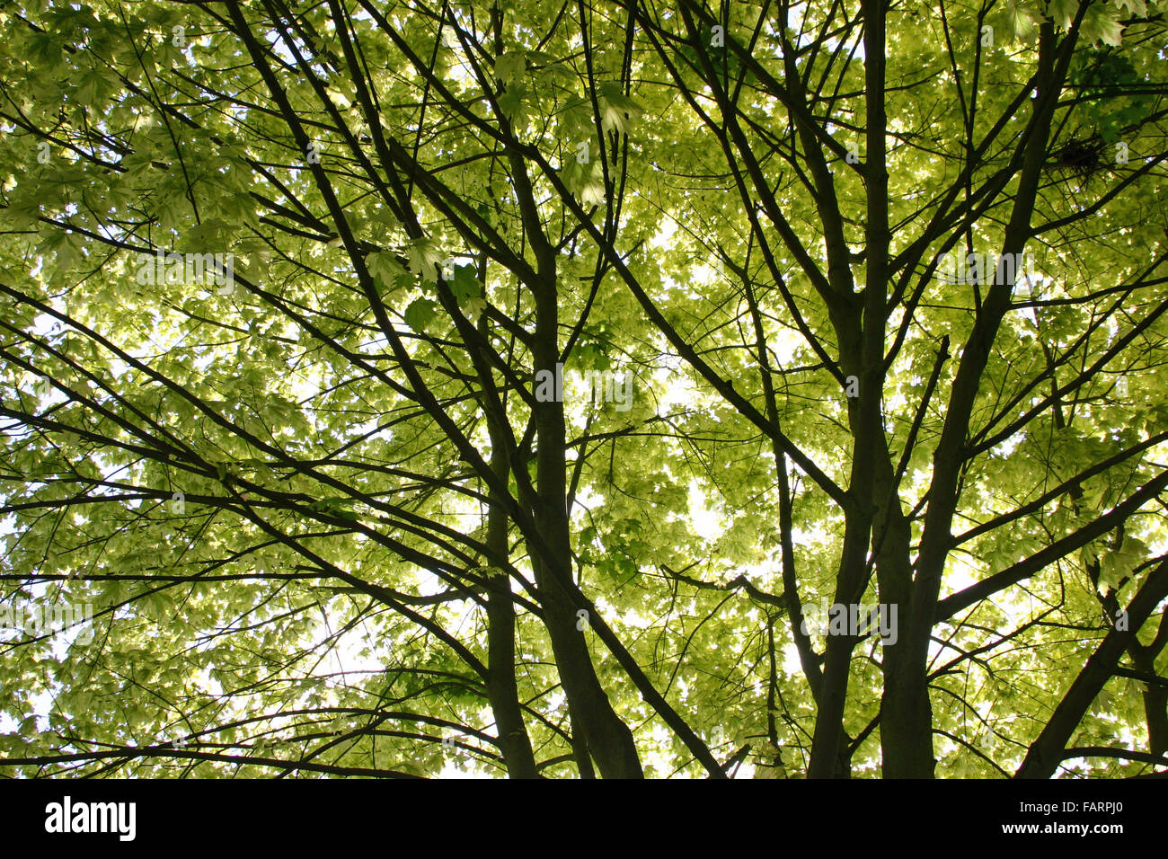 Looking up at tree canopy Stock Photo - Alamy