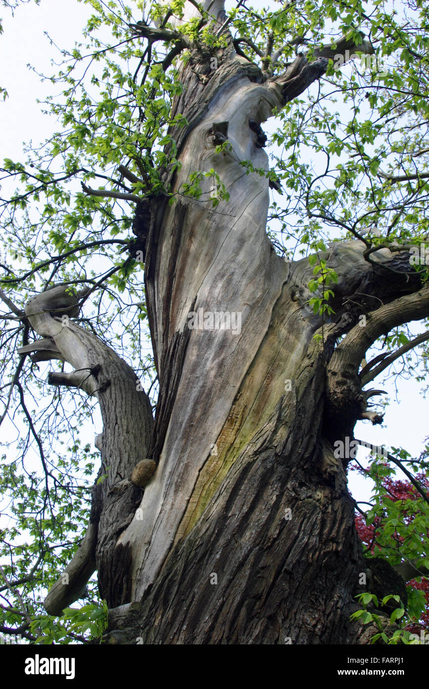 Old sweet chestnut tree Stock Photo - Alamy