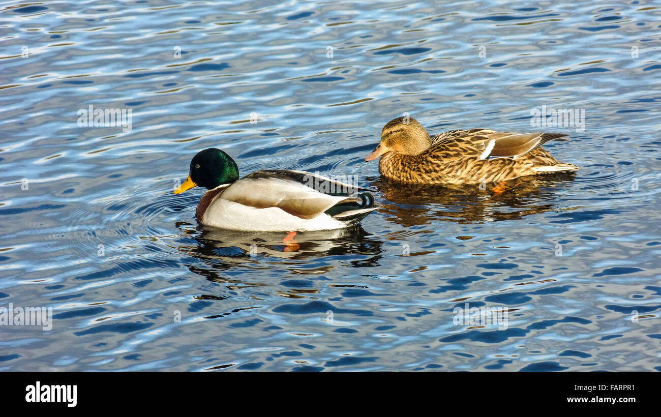 Two mallard ducks swimming side by side on the River Tees at Stockton ...