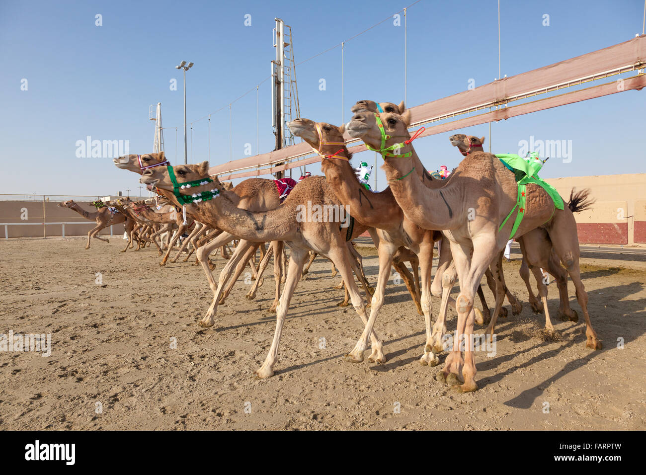Camels in desert qatar middle hi-res stock photography and images - Alamy