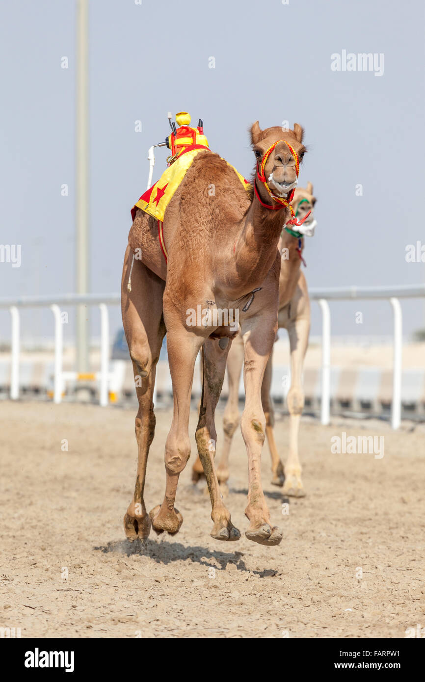 Camels in desert qatar middle hi-res stock photography and images - Alamy