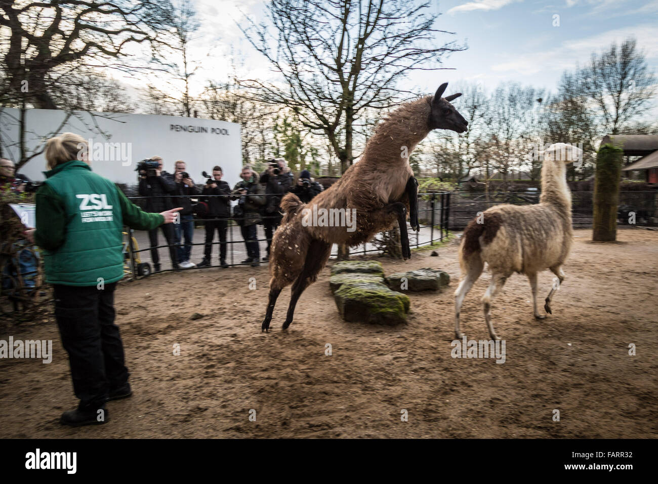 London, UK. 4th Jan, 2016. Keeper Jessica Jones with Lamas and Alpacas ...