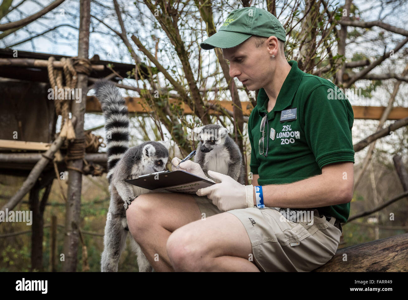 London, UK. 4th Jan, 2016. Keeper Marcel McKinley with Ring-Tailed ...