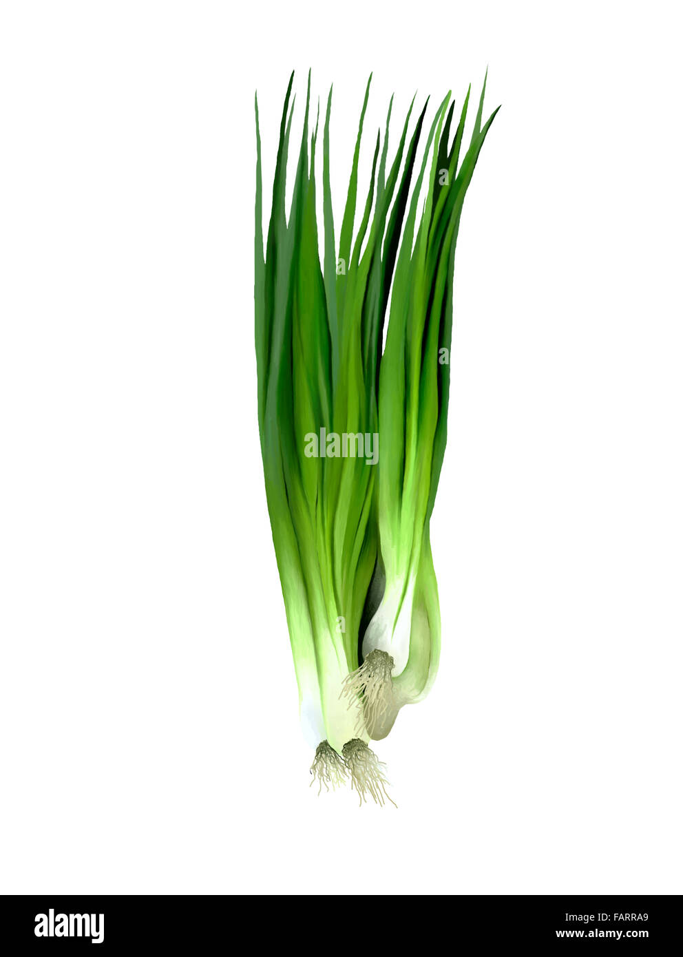 Hand Drawing of Fresh Scallions (Spring Onions) or Fresh Leeks ...