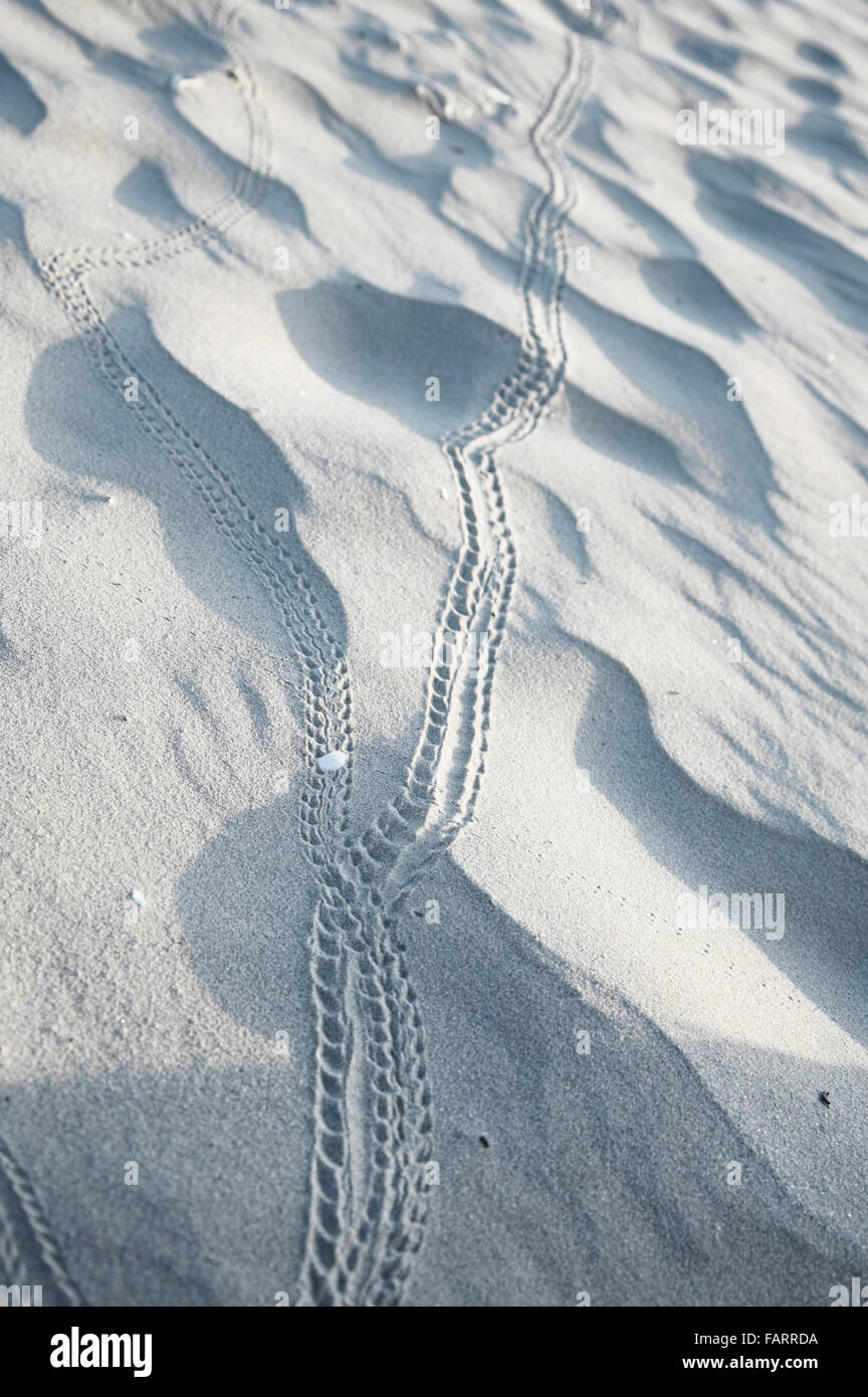 Sea snail trail on beach hi-res stock photography and images - Alamy