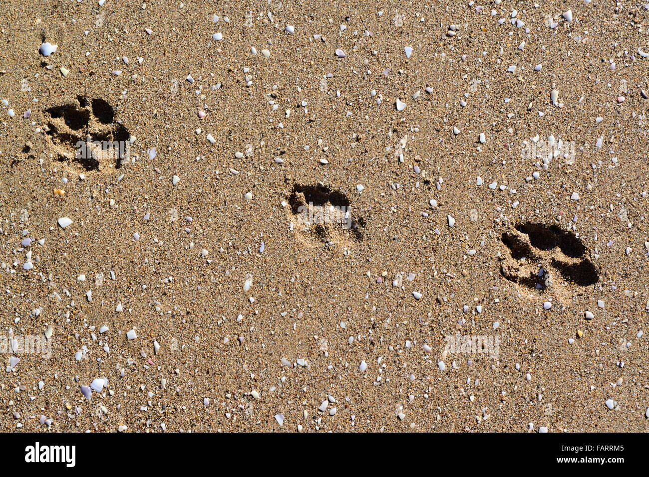 Footstep in sahara desert hi-res stock photography and images - Alamy