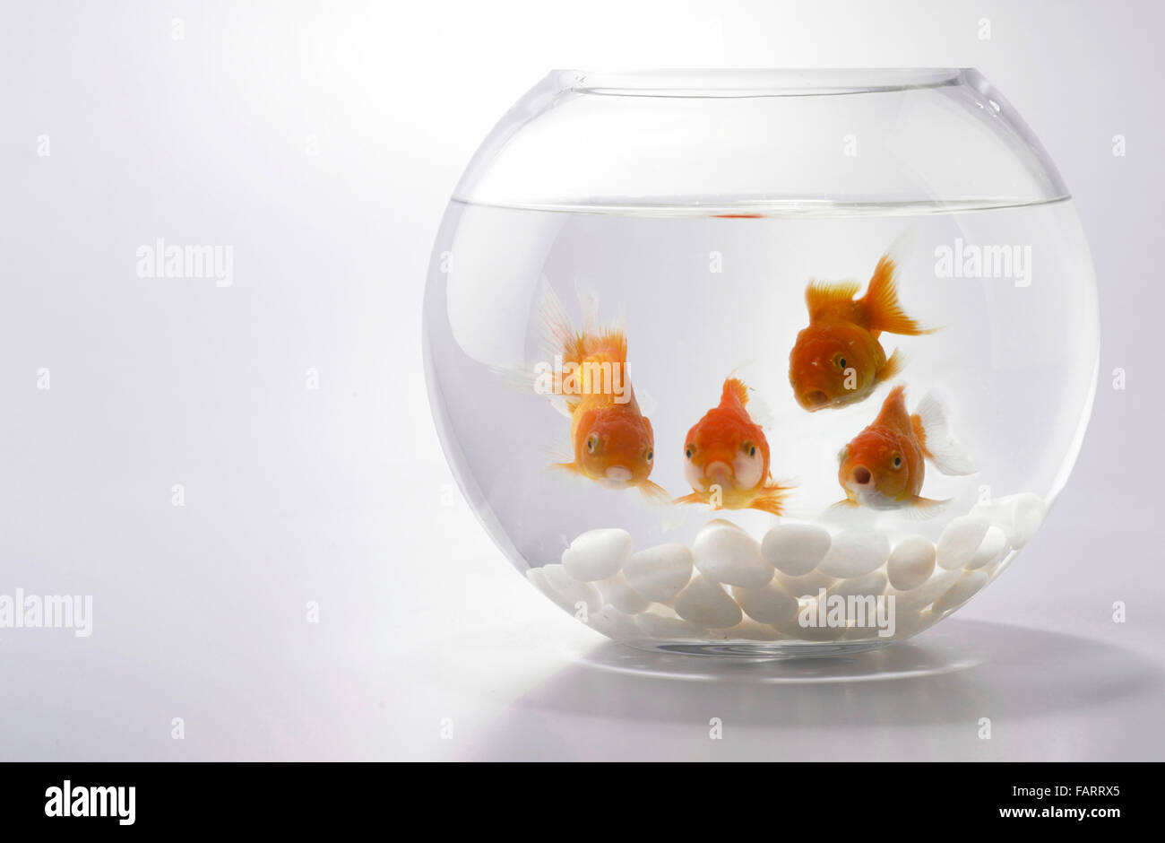 Four Goldfishes looking from fish bowl Stock Photo - Alamy