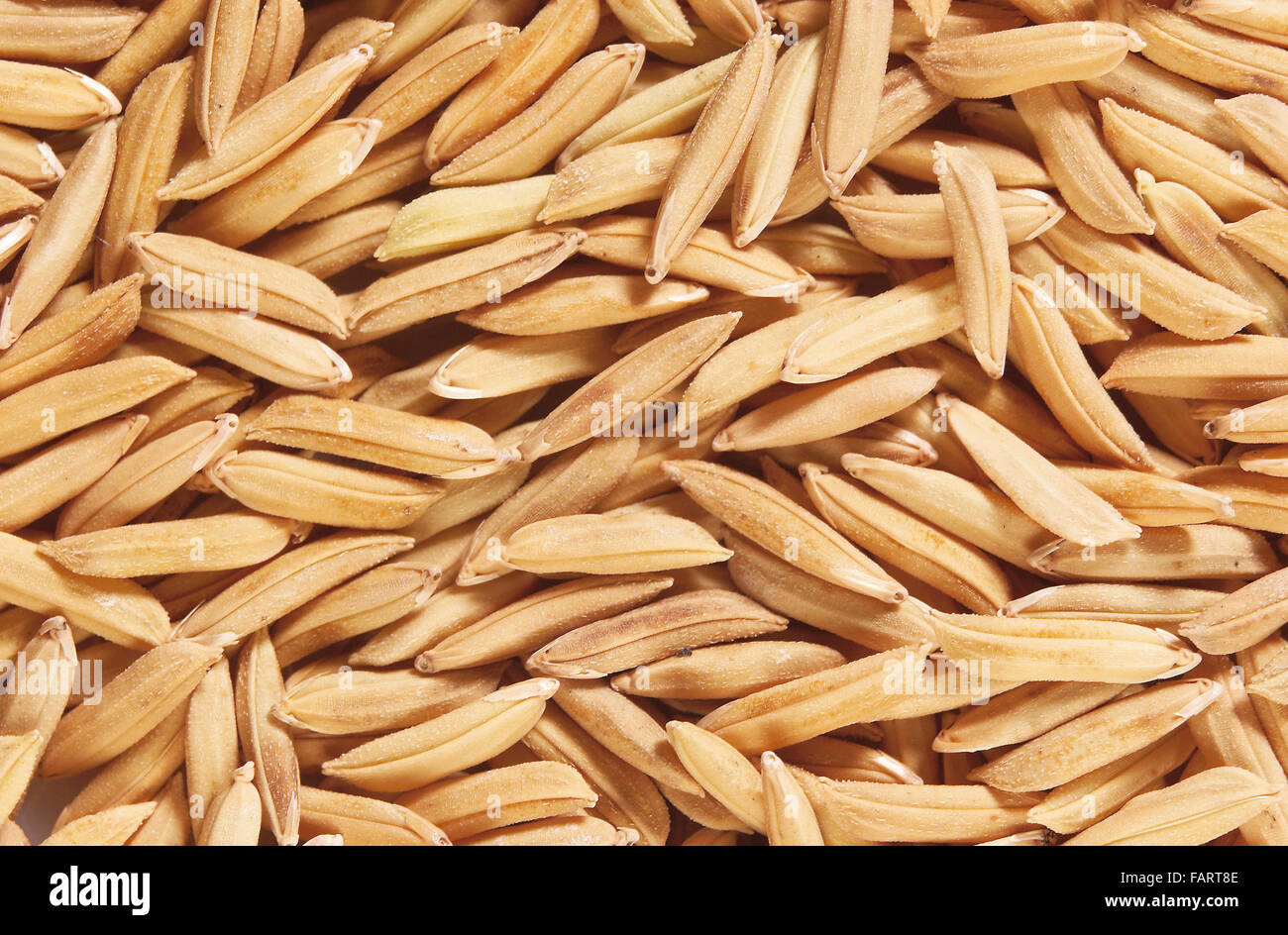 stock image of the unprocessed rice Stock Photo - Alamy