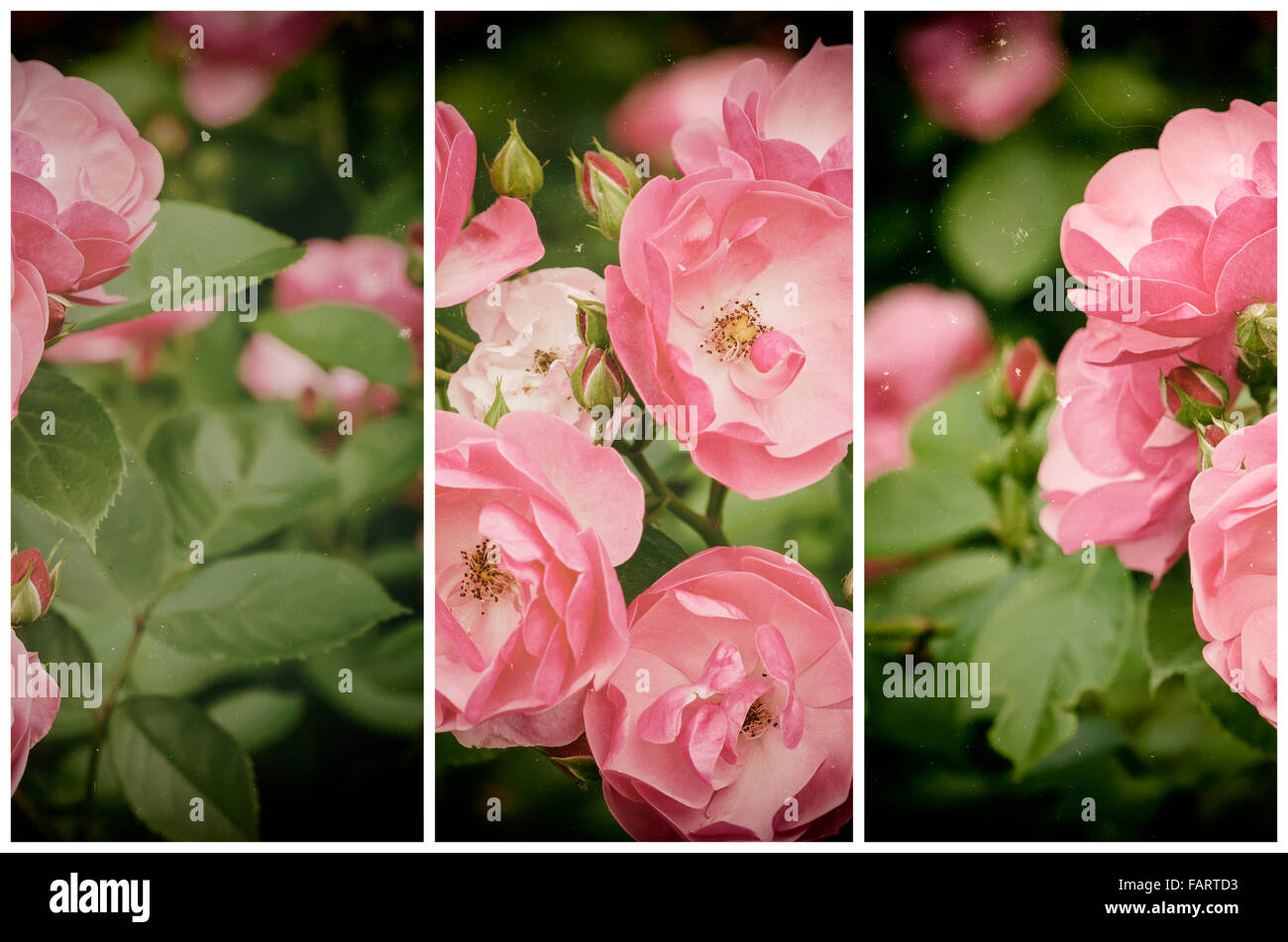 Vintage rose collection Stock Photo - Alamy