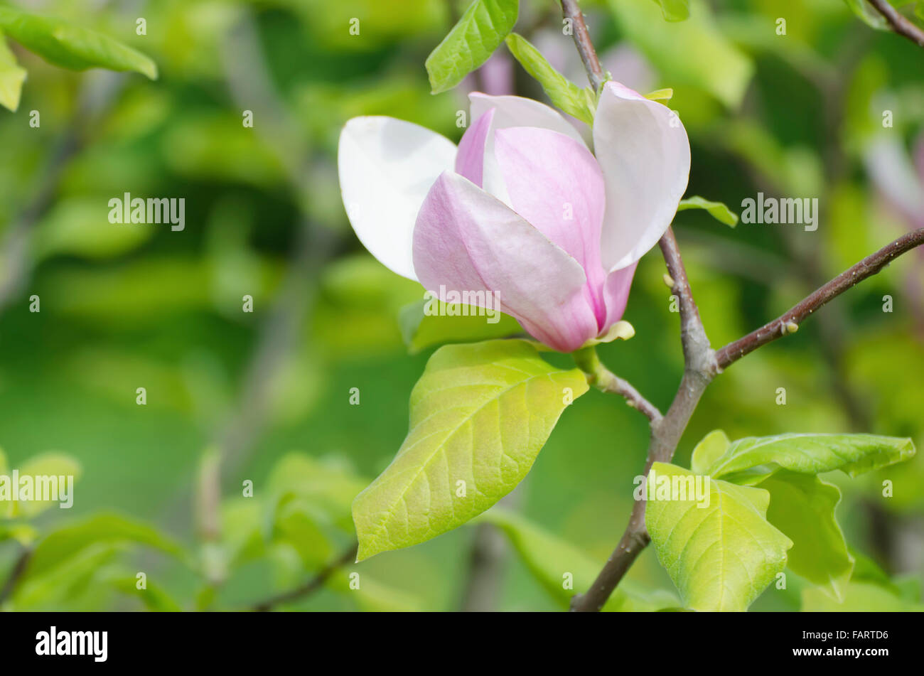 Magnolia spring flowers Stock Photo - Alamy