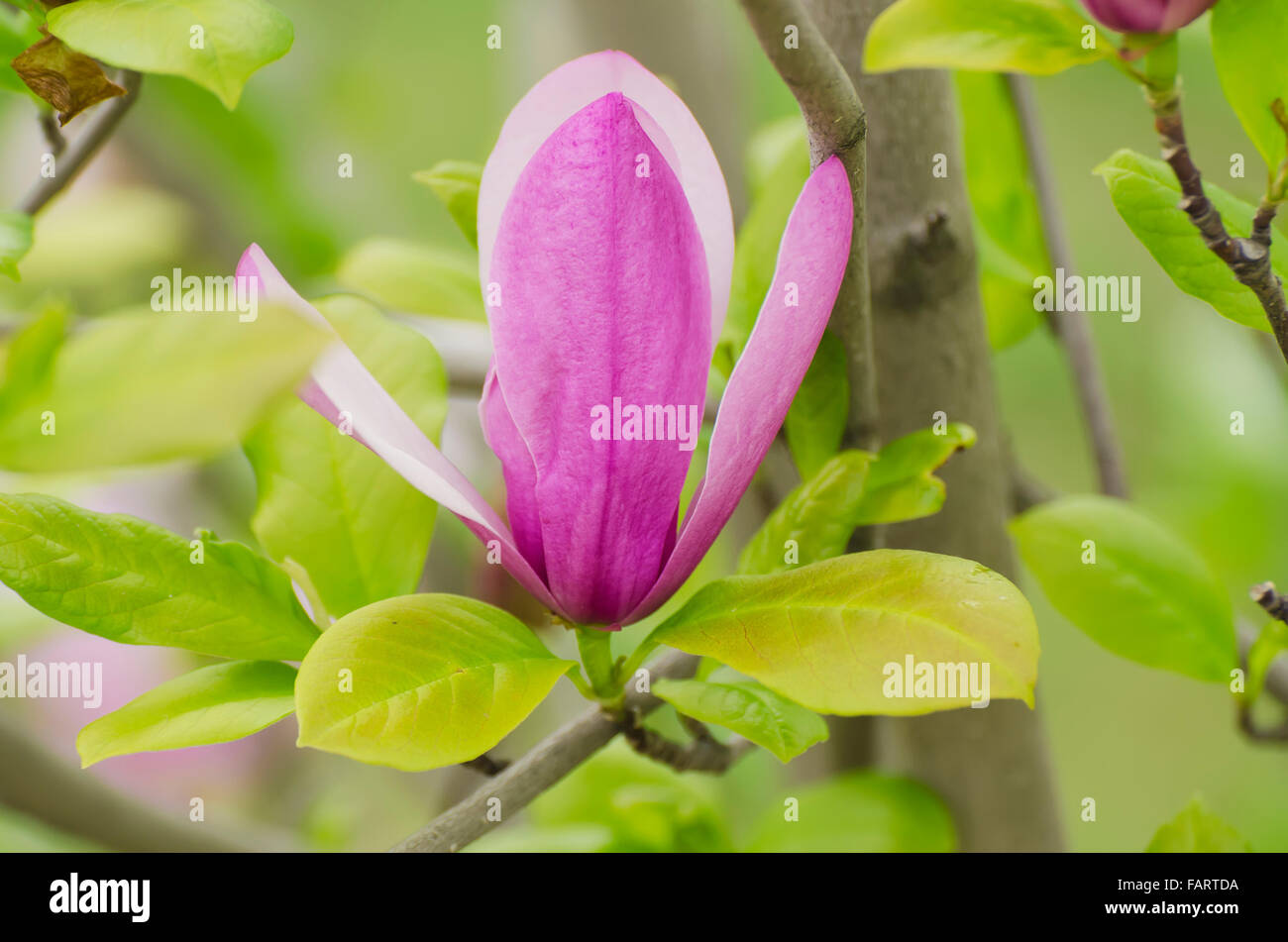 Magnolia spring flowers Stock Photo - Alamy
