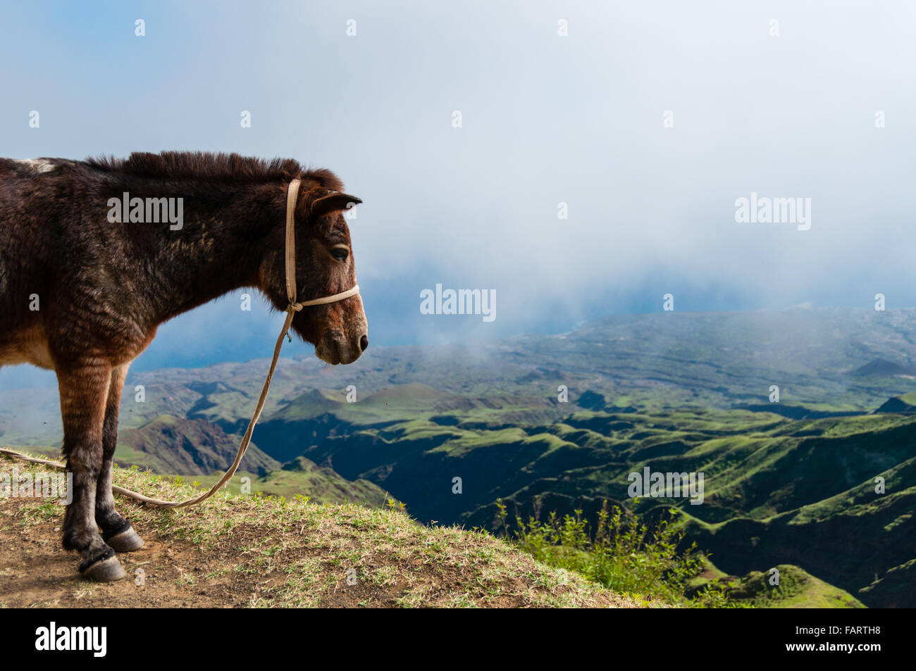 Closeup Donkey standing sideways on mountain above the clouds of cape ...