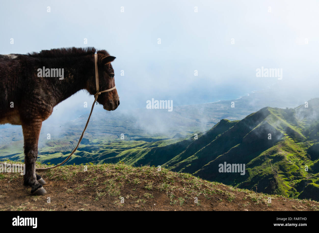 Closeup Donkey standing sideways on mountain above the clouds of cape ...